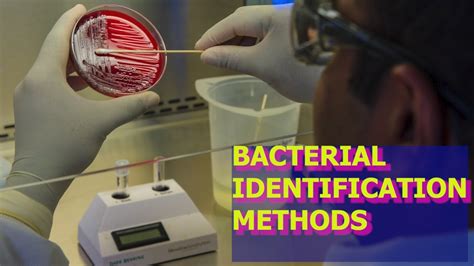 Bacterial Identification Methods Youtube