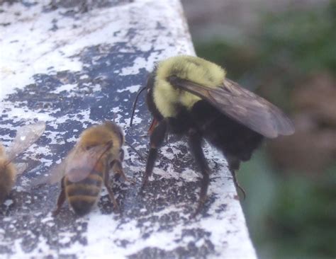 Honey Bee Identification Swarmcatcher