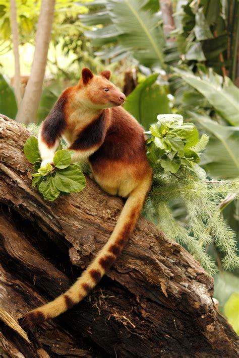 Goodfellows Tree Kangaroo By SandraChung On DeviantArt