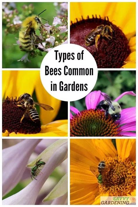 Types Of Bees Commonly Found In Yards And Gardens