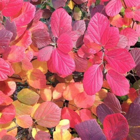 Fothergilla X Intermedia Legend Of The Fall® White Flower Farm