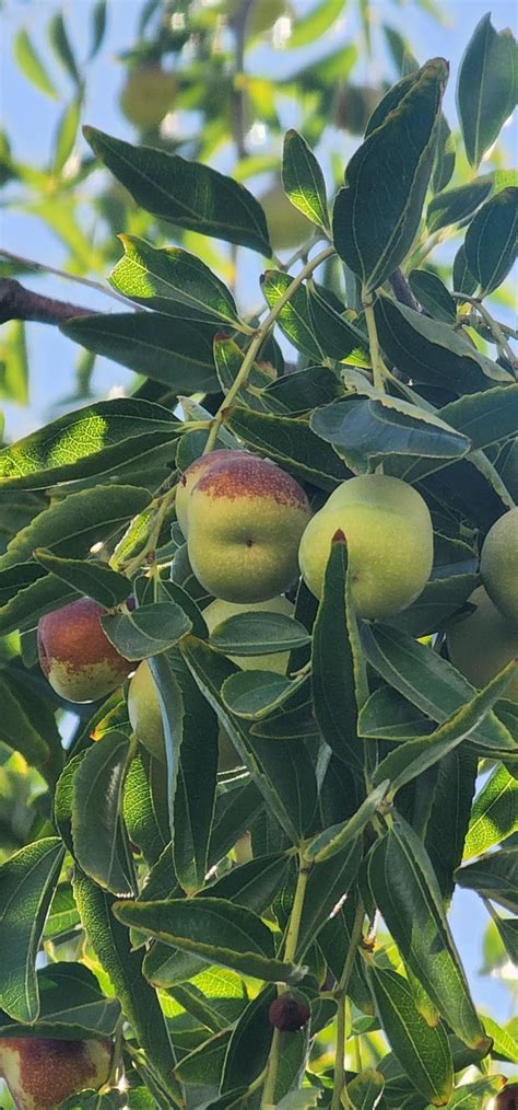 Identifying Trees By Their Fruit