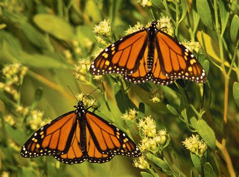 Monarch Alabama Butterfly Atlas
