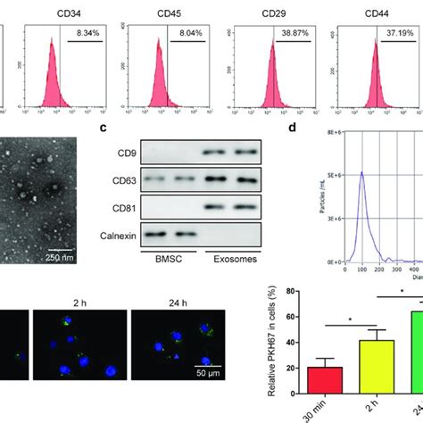 Identification Of Bmsc And Bmsc Derived Exosomes A And B Download Scientific Diagram