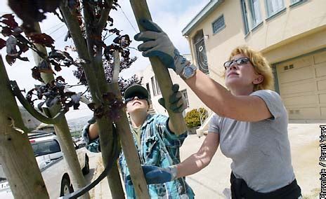Trees Take Fall During Pruning Of Budget S F Slashes All Funding For 2 Green Groups