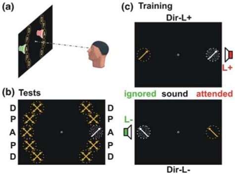 Specificity Of Auditory Guided Visual Perceptual Learning Suggests