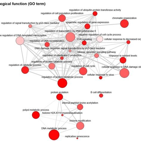 Regulation Of The Myc Gene And Functions Of Myc Shown Are Pathways Download Scientific Diagram