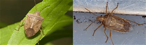 8 Types Of Stink Bugs Found In Oregon Id Guide Bird Watching Hq
