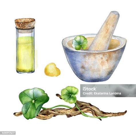 센텔라 아시아티카 에센셜 오일 나무 나뭇가지 수채화 그림이 흰색으로 분리되어 있다 돌 박격포 유봉 Gotu 콜라 콜라 유목 손으로 그렸습니다 포장 라벨 포장을 위한 디자인