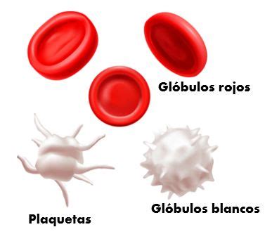 Las Plaquetas En El Cuerpo Humano Gráficos De Plaquetas Realistas Que