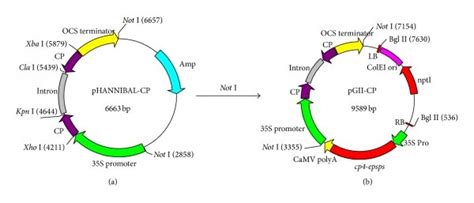A Simplified Flowchart Showing The Construction Of Binary Vectors A Download Scientific