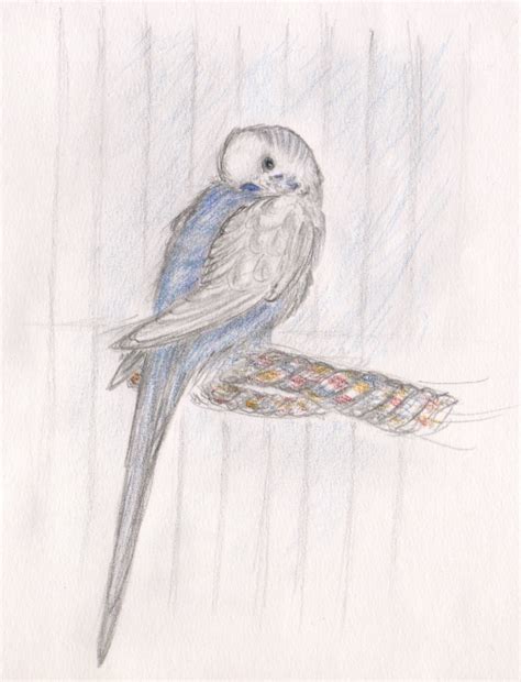 Budgie Drawing At Getdrawings Free Download
