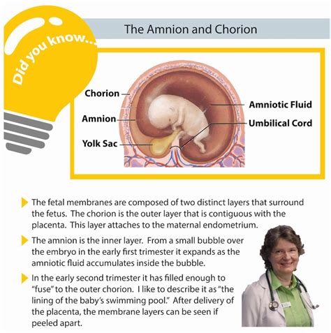 Links Corrected The Amnion And Chorion In Pregnancy