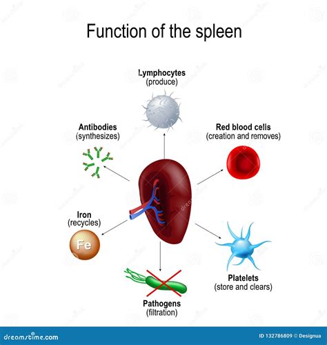 function of the spleen stock vector illustration of biology 132786809