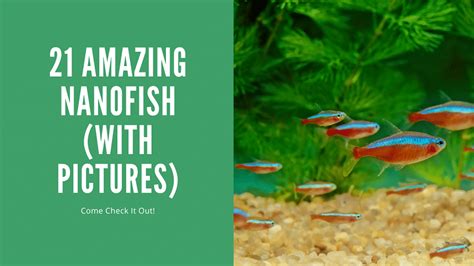 Nano Fish 21 Amazing Fish With Pictures Aquariumstoredepot