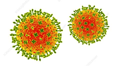 Nipah Virus Particles Illustration Stock Image F0330142 Science