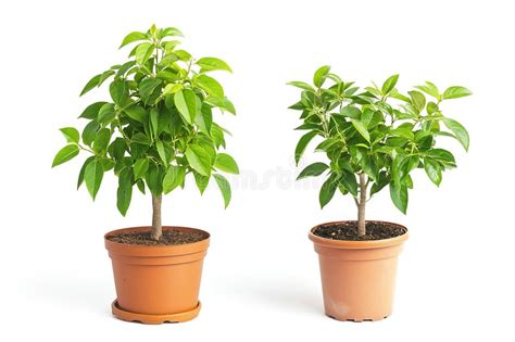Two Small Leafy Green Trees With Green Leaves White Background Stock
