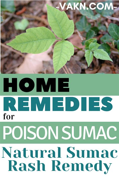 Poison Sumac Control At Nicholas Warrior Blog