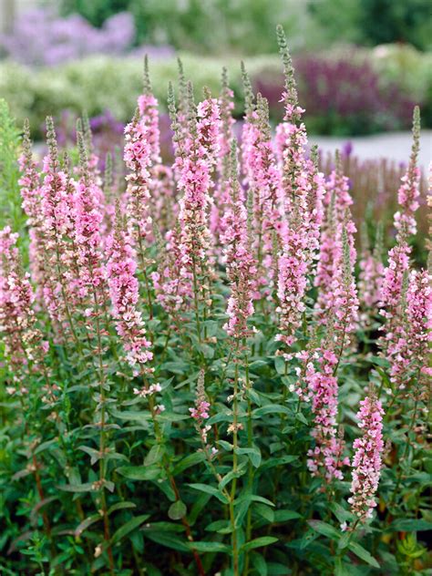 Lythrum Salicaria Blush Purple Loosestrife Dutchgrown™