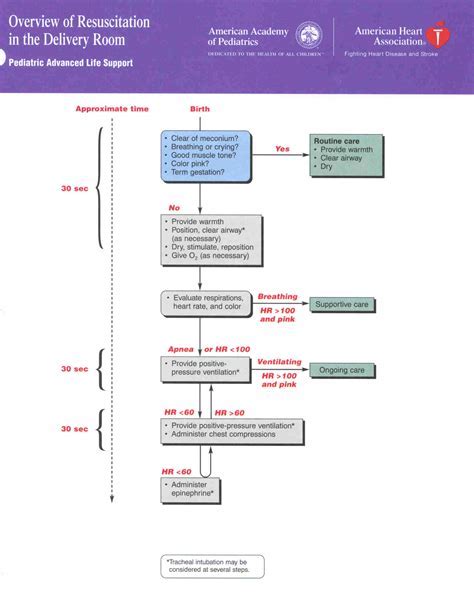 Nrp Resuscitation Algorithm Sks Search