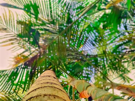 The Coconut Tree Didn T There Is An Ornamental Plant That Looks Like A Coconut Tree Stock Photo