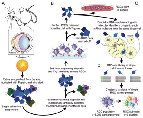 文献解读：10× Genomics单细胞转录组测序确定视网膜神经节细胞亚型 丁香园