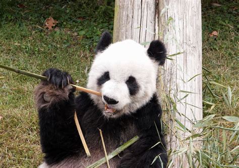 Bye Bye Ya Ya And Le Le Memphis Pandas To Be Returned To China World