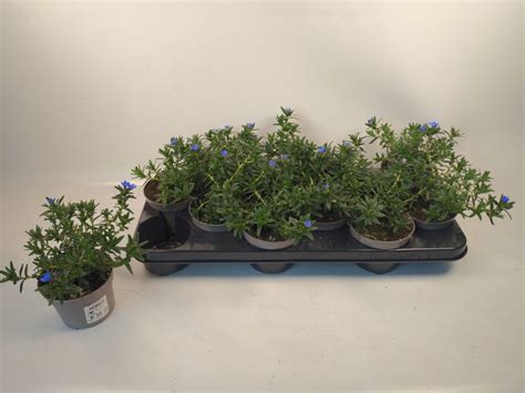 Lithodora Diffusa — Plant Wholesale Floraccess