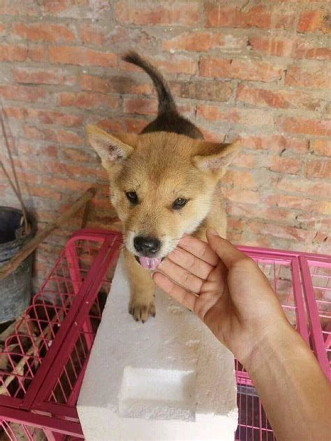 都說土狗是免費的，為何這一隻要600元，還有人搶著買 每日頭條