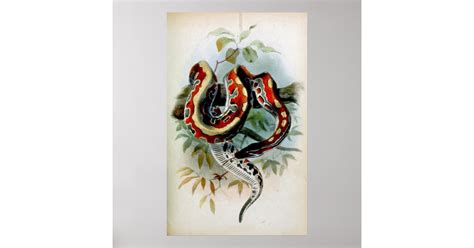 Python Poster Zazzle