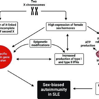 Overview Of Mechanisms That Contribute To Sex Bias In SLE SLE Download Scientific Diagram