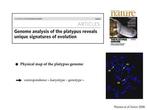 Ppt Sex Chromosome Evolution In Vertebrates Powerpoint Presentation