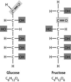 Examine The Two Sugars In The Figure Biology