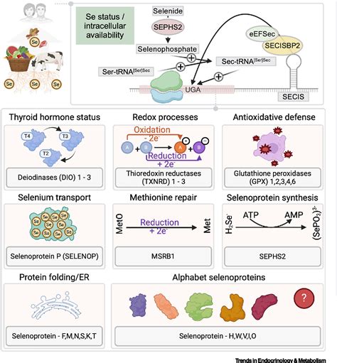 Figure 1 From Selenium Diabetes And Their Intricate Sex Specific Relationship Semantic Scholar