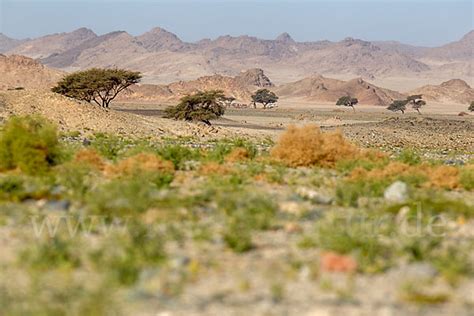 Aegypten Egypt Aus Landschaft P53408 Fokus Natur De