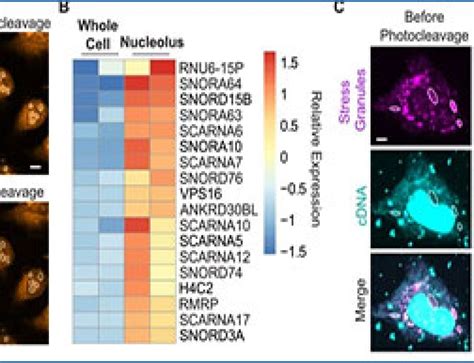 Seuratextend Streamlining Single Cell Rna Seq Analysis Through An Integrated And Intuitive