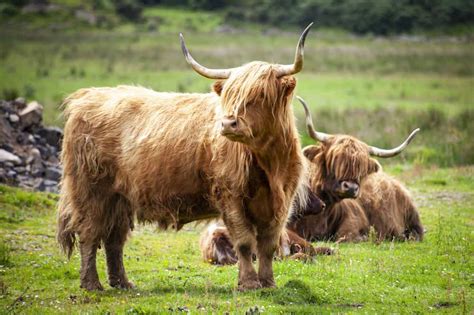 How To Identify Highland Cows Highland Cow Tours Duirinish Ljmp