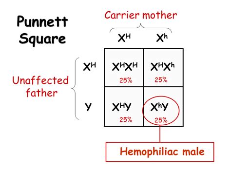 X Linked Punnett Square Calculator