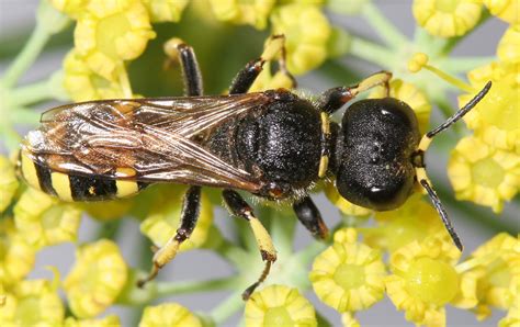 Ectemnius Continuus Bwars