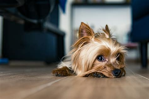 Top 10 Tips For Teacup Yorkie Care Your Comprehensive Guide
