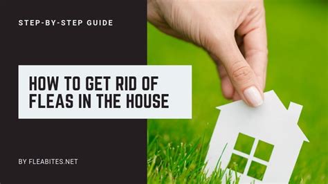 How To Get Rid Of Fleas In The House Protect Your Home FLEABITES