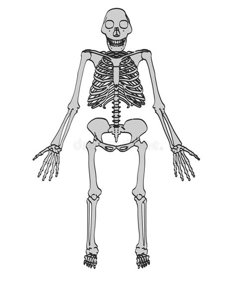 Image Of Australopithecus Afarensis Stock Illustration Illustration