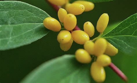 The Complicated Path To Becoming Pope An Insiders Guide By Mohammed