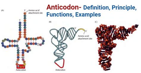Anticodon Definition Principle Functions Examples