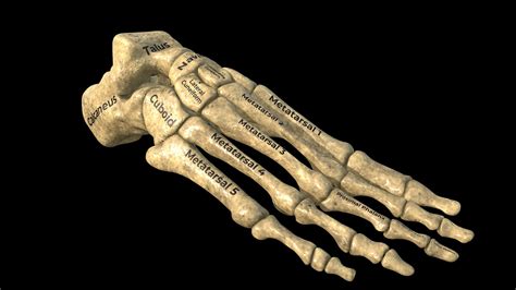 Anatomy Of Foot Bones Right Labels 3d Model By Friso Jansen