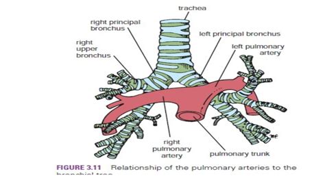 The Respiratory System