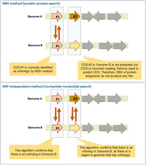 Ortholog And Its Detection Ezbiocloud Help Center
