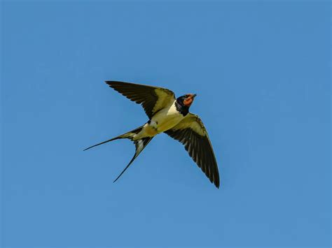 Migrating Off Oh My Zsh Optimizing Terminal With Better Solutions