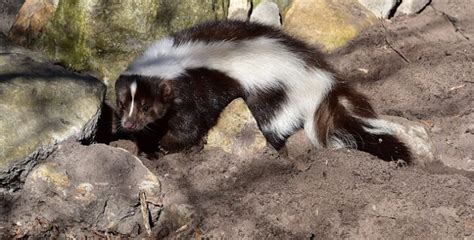 The Smell Of A Skunk Aligning With Earth