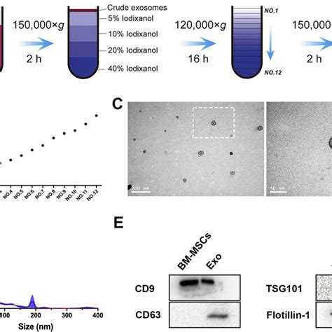 Isolation And Characteristics Of Exos A Schematic Protocol Of Download Scientific Diagram